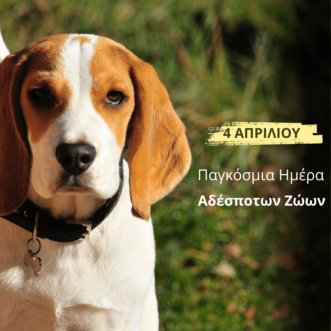 Μήνυμα της Αντιδημάρχου Δήμητρας Σκαλτσά για την Παγκόσμια Ημέρα ...